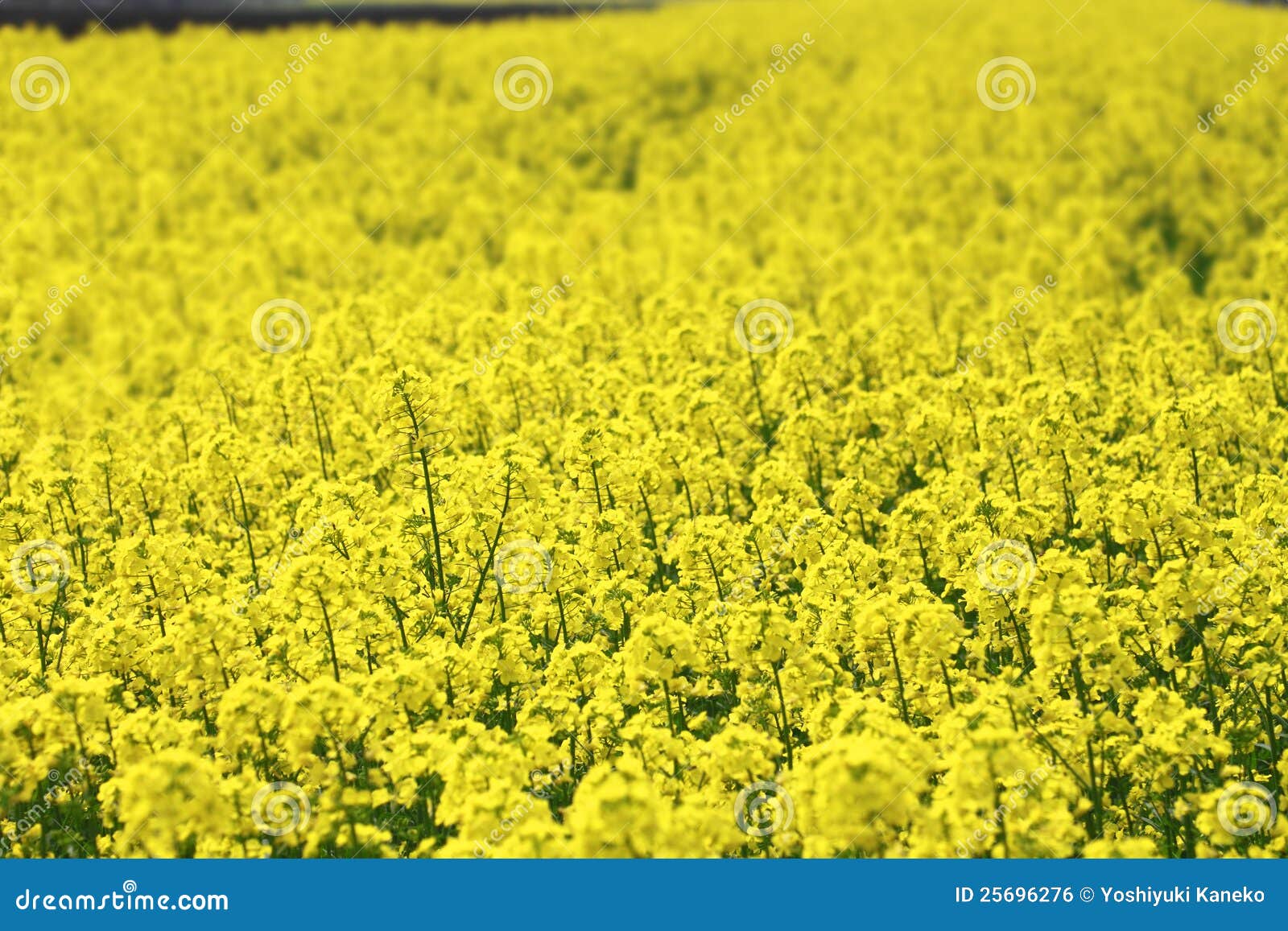 Field, canola crops stock photo. Image of scenery, rapeseed - 25696276