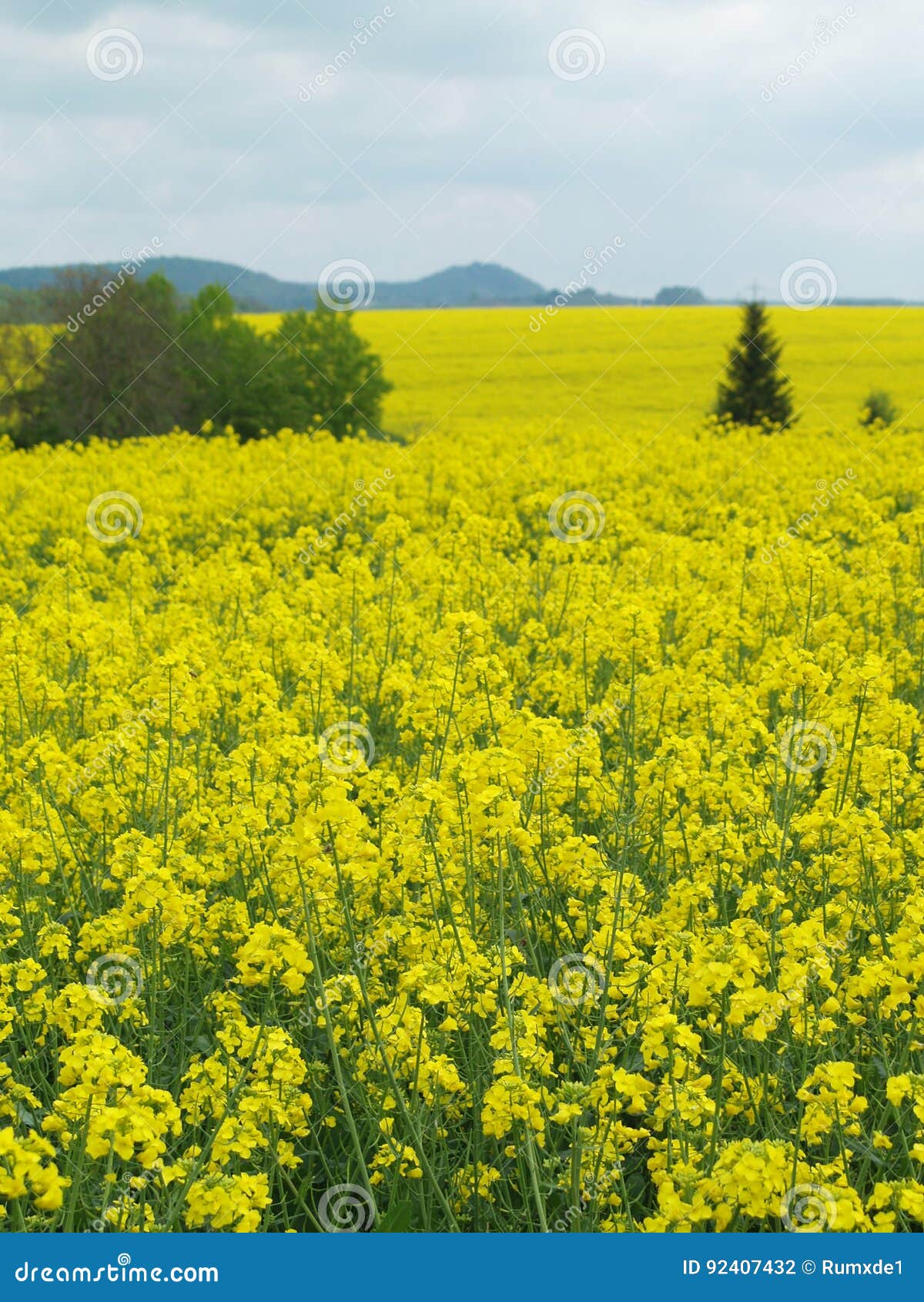 Field in the countryside stock photo. Image of field - 92407432
