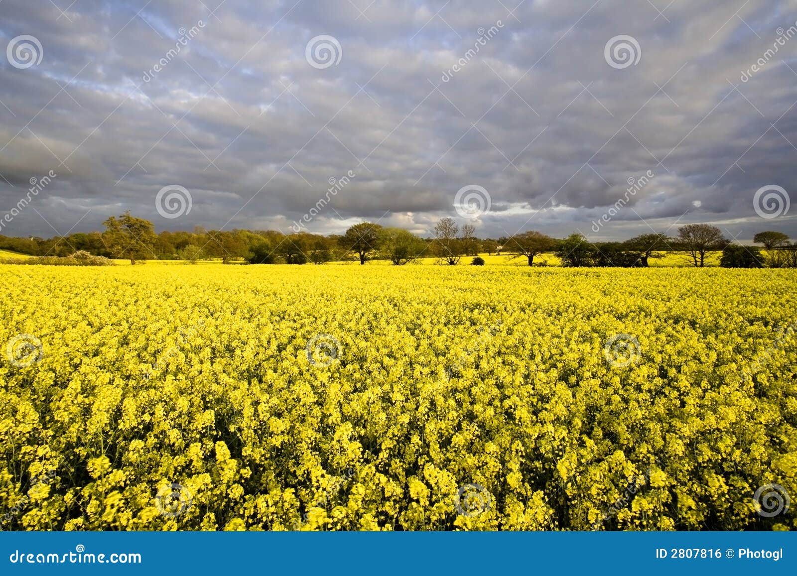 Field in England stock photo. Image of ecology, oilseed - 2807816