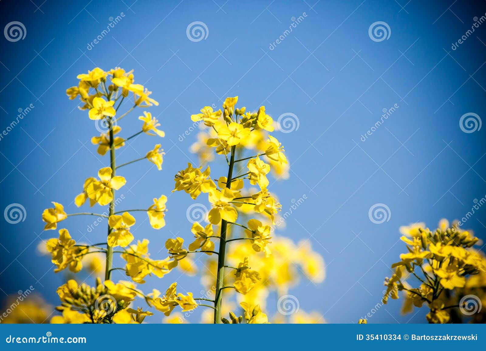 Field stock photo. Image of gold, nature, agriculture - 35410334