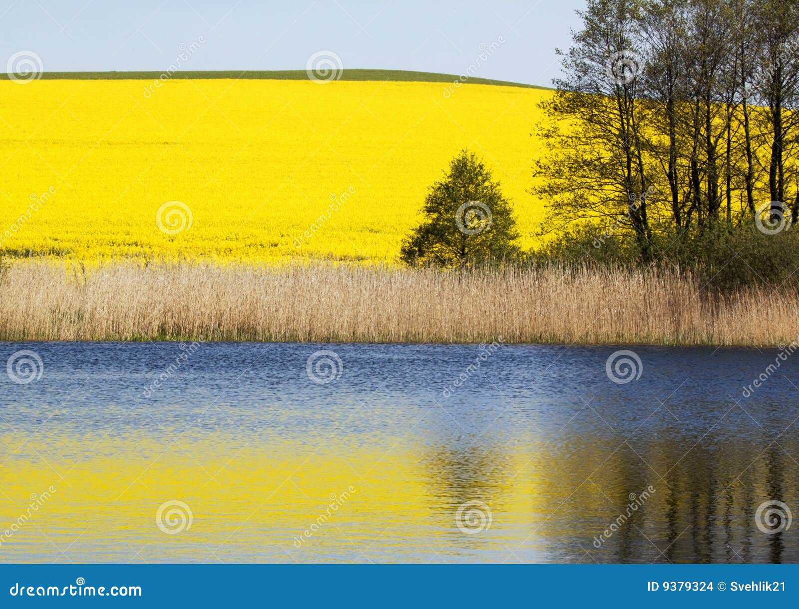 Field and lake stock photo. Image of landscape, farming - 9379324