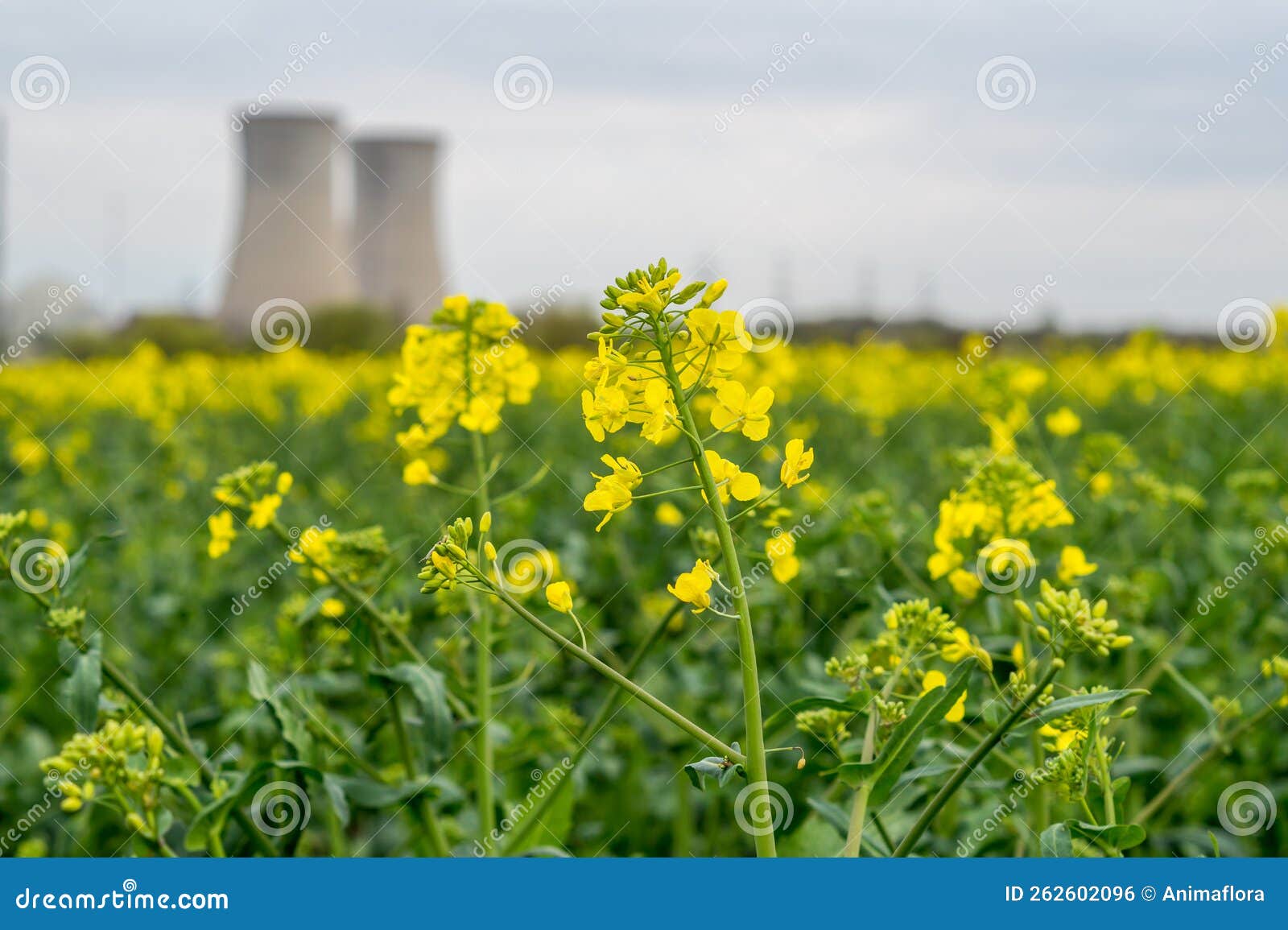 Field with Nuclear Power Plant in the Background Stock Photo - Image of ...
