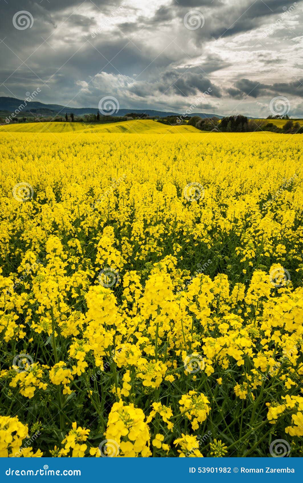 Field, Overcast Weather stock photo. Image of flowers - 53901982