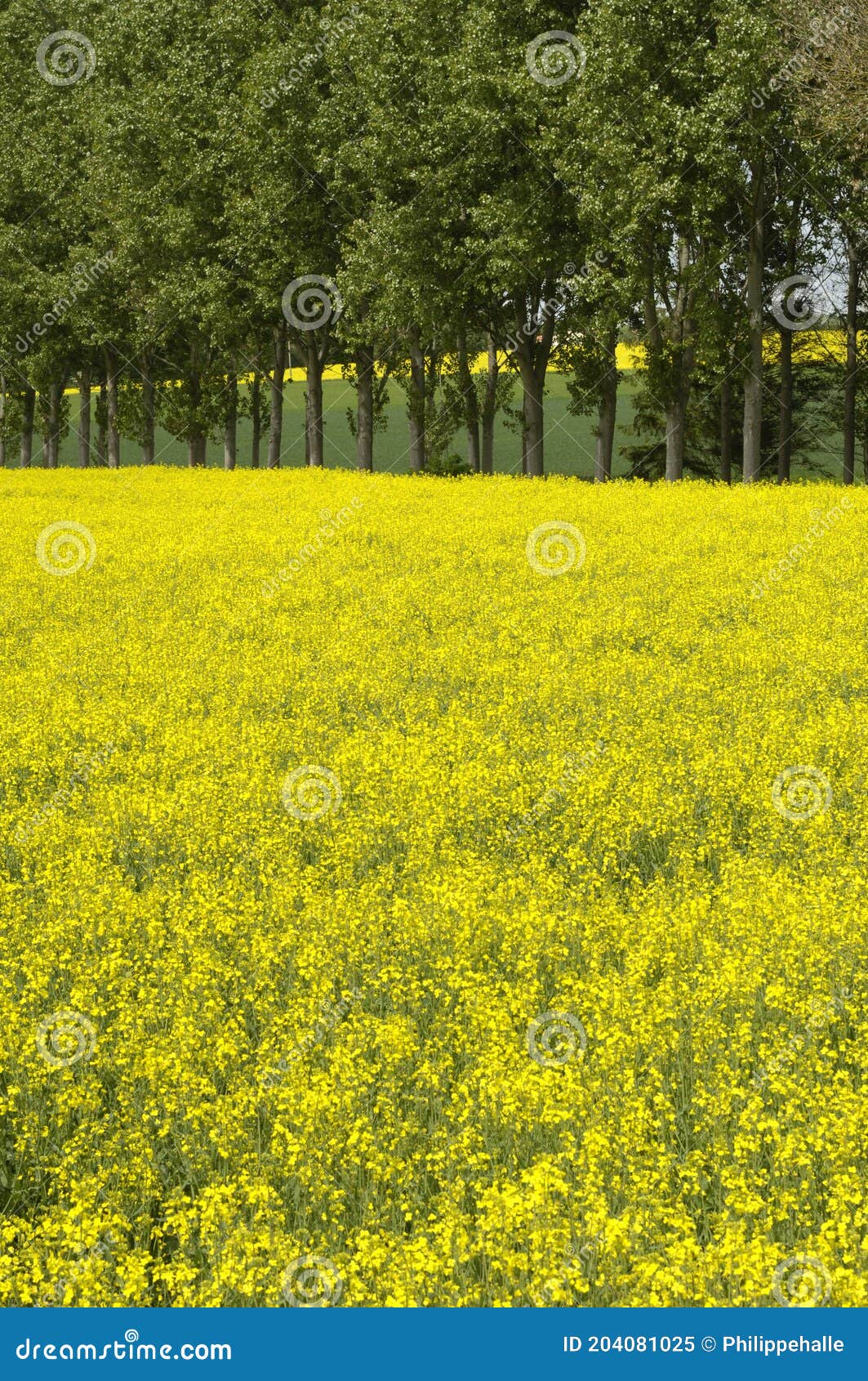 Field in spring stock image. Image of springtime, yellow - 204081025