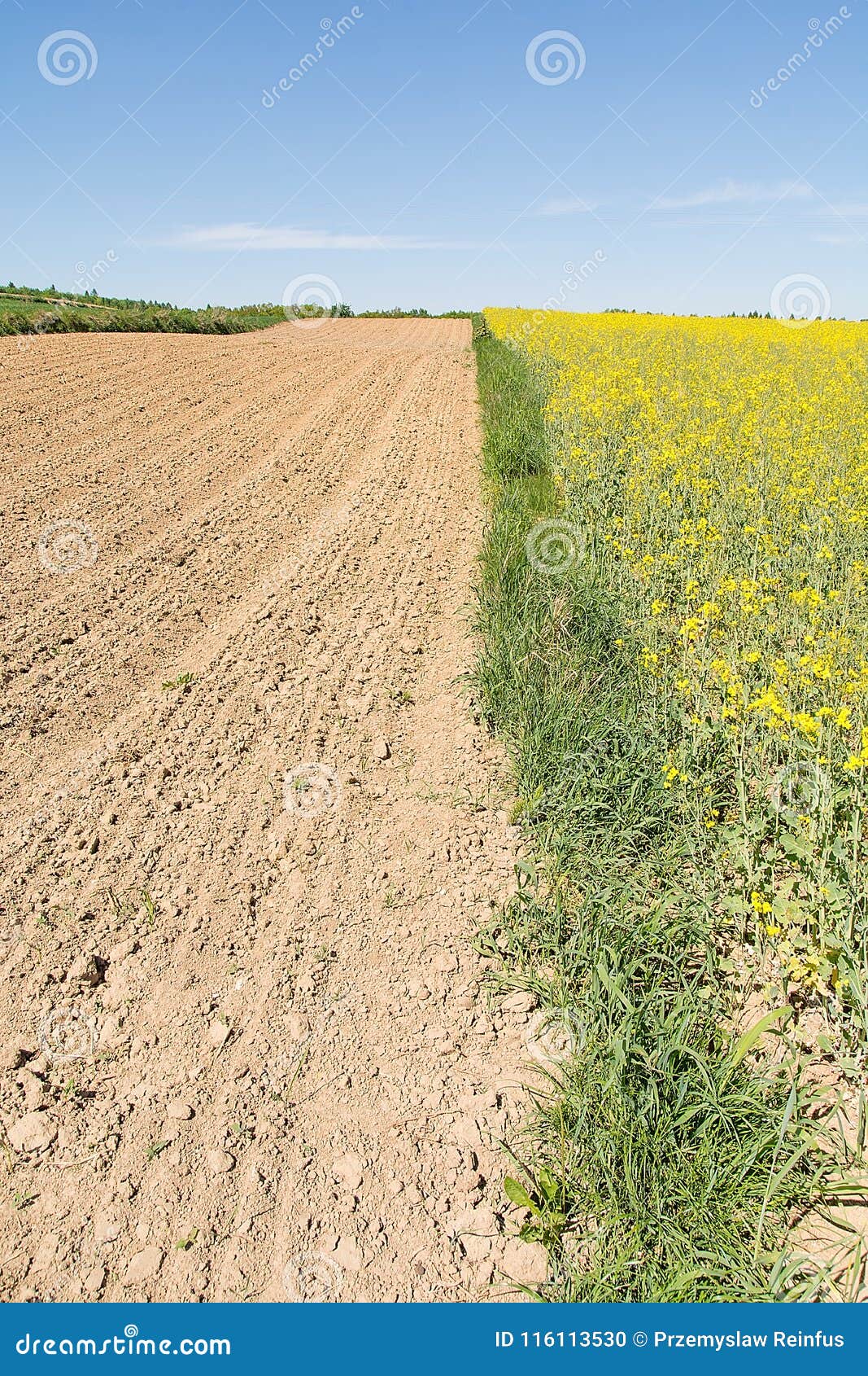 Field in sunny day Poland stock photo. Image of seasonal - 116113530