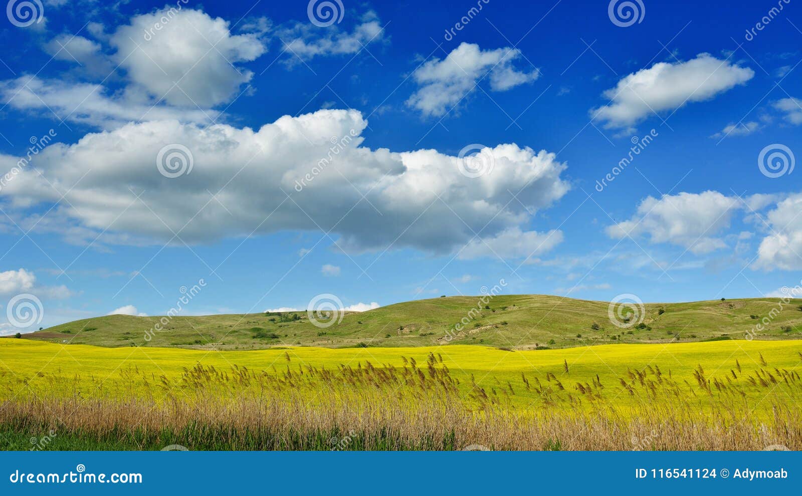Field in Transylvania - Romania Stock Photo - Image of park, scenery ...