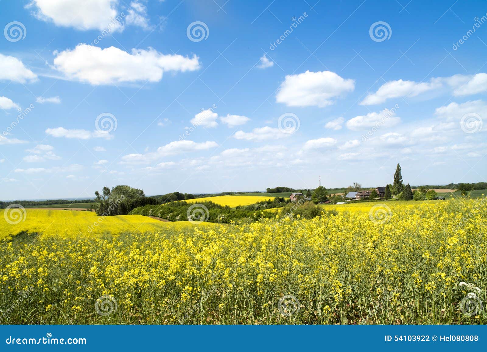 Flowering Colza Fields, Yellow Fields in Rural Landscape Stock Photo ...