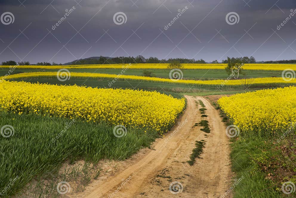Fields and a path stock image. Image of trace, corn - 146761393