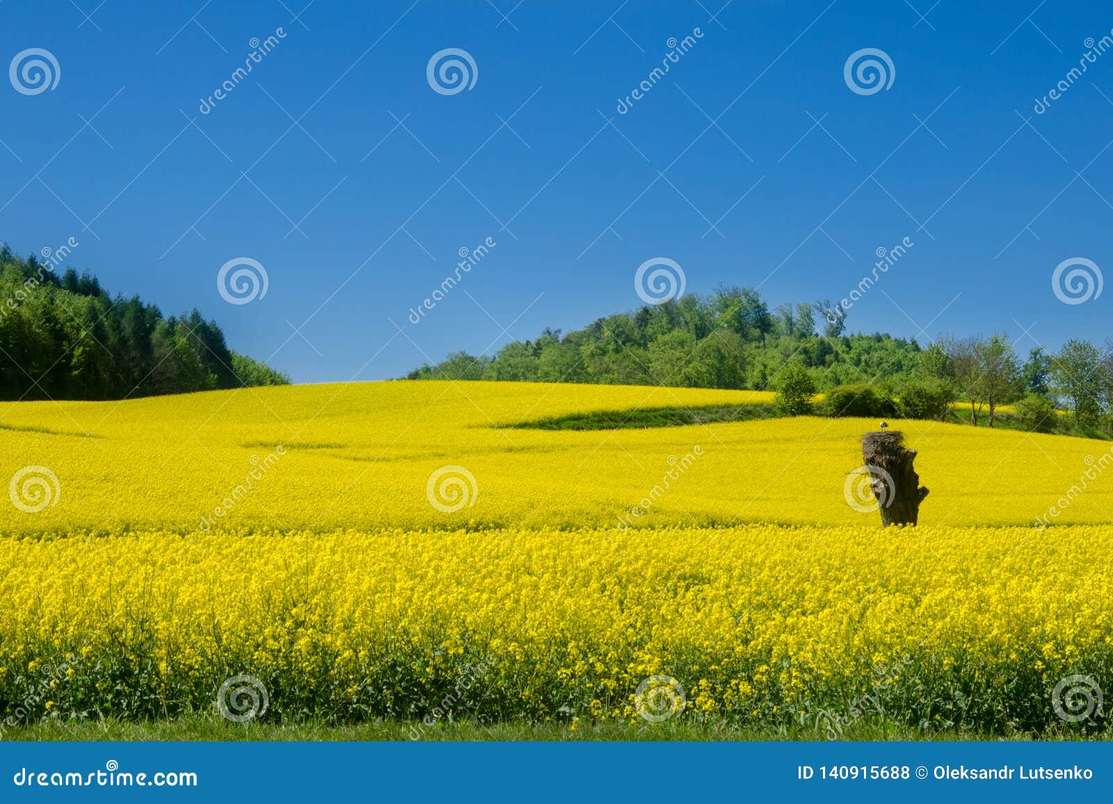 Fields. Rapeseed Brassica Napus Stock Photo - Image of field, brassica ...