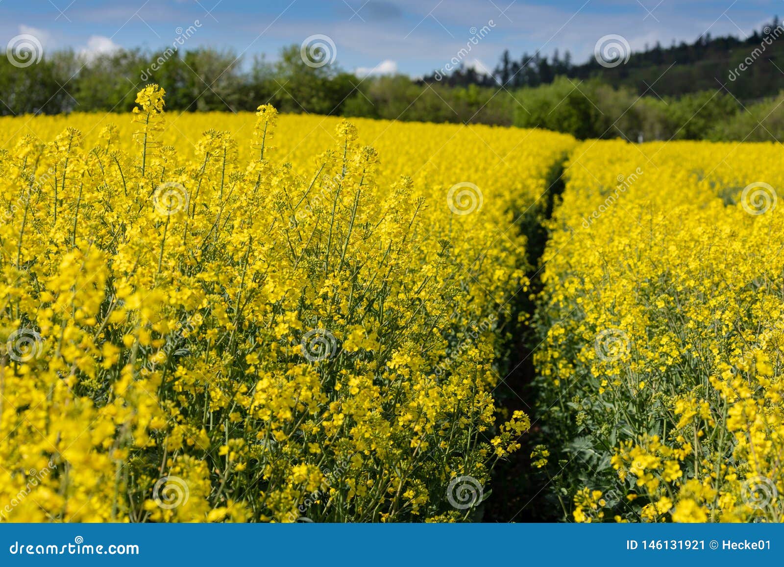 Fields in spring stock image. Image of nature, country - 146131921
