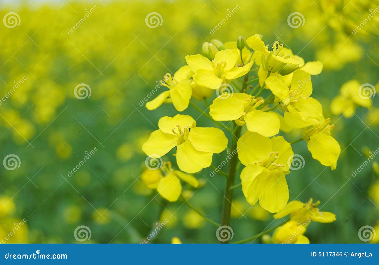 Flower stock photo. Image of sensual, plant, summer, happiness - 5117346