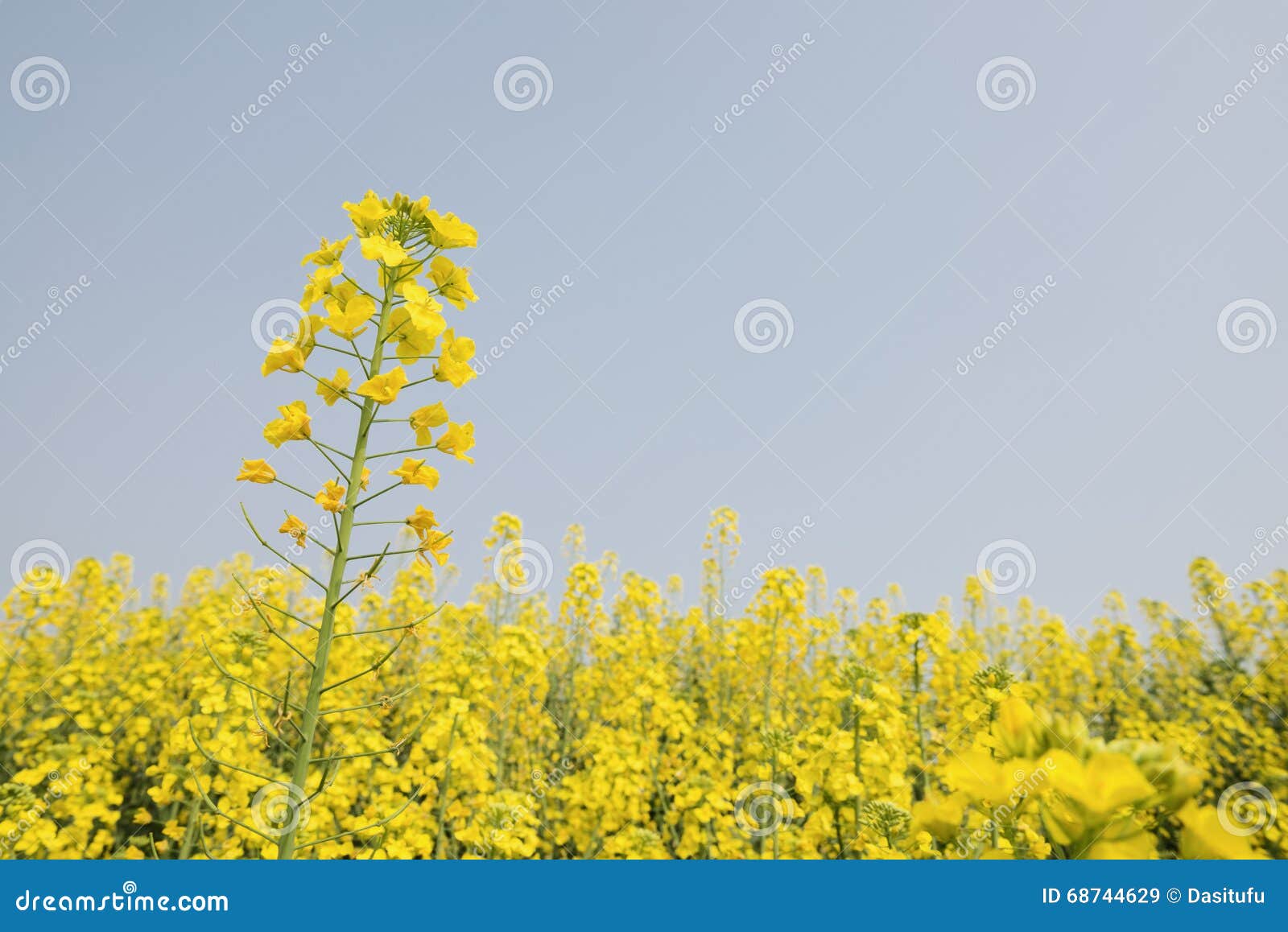 Outstanding Canola Flowers Closeup Stock Image - Image of background ...