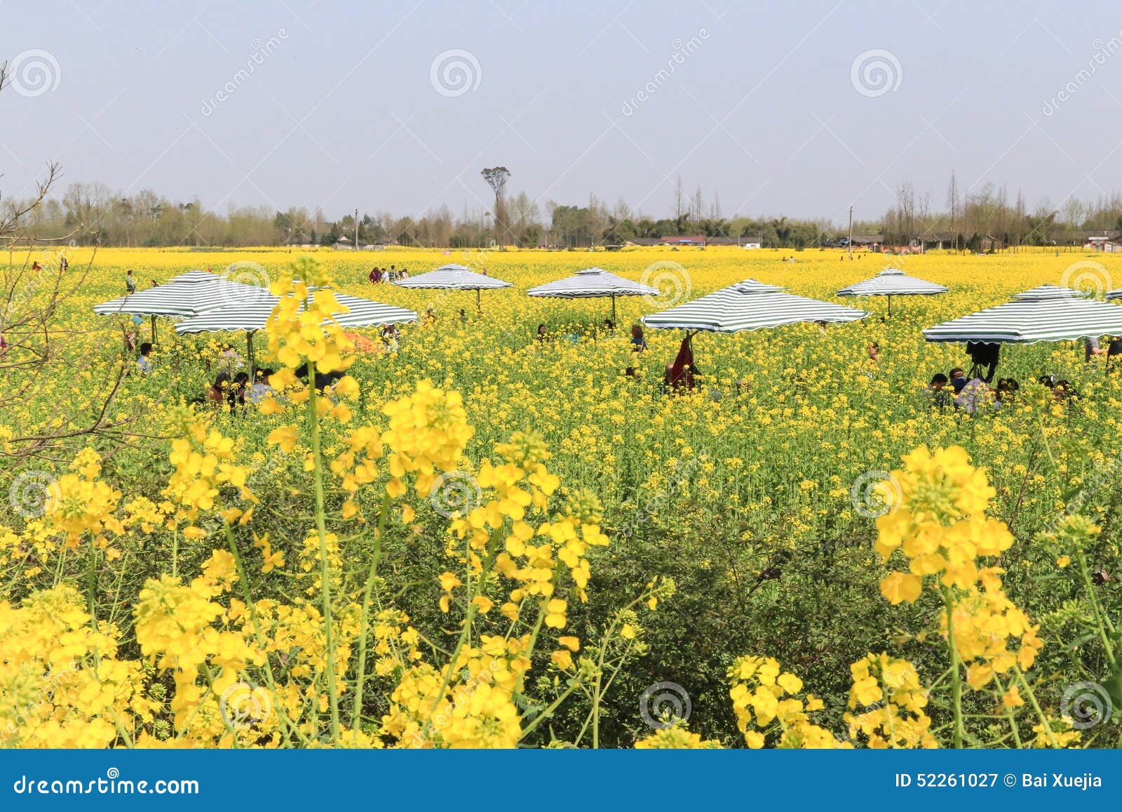 The Flower in the Countryside, Chengdu, China Editorial Photography ...