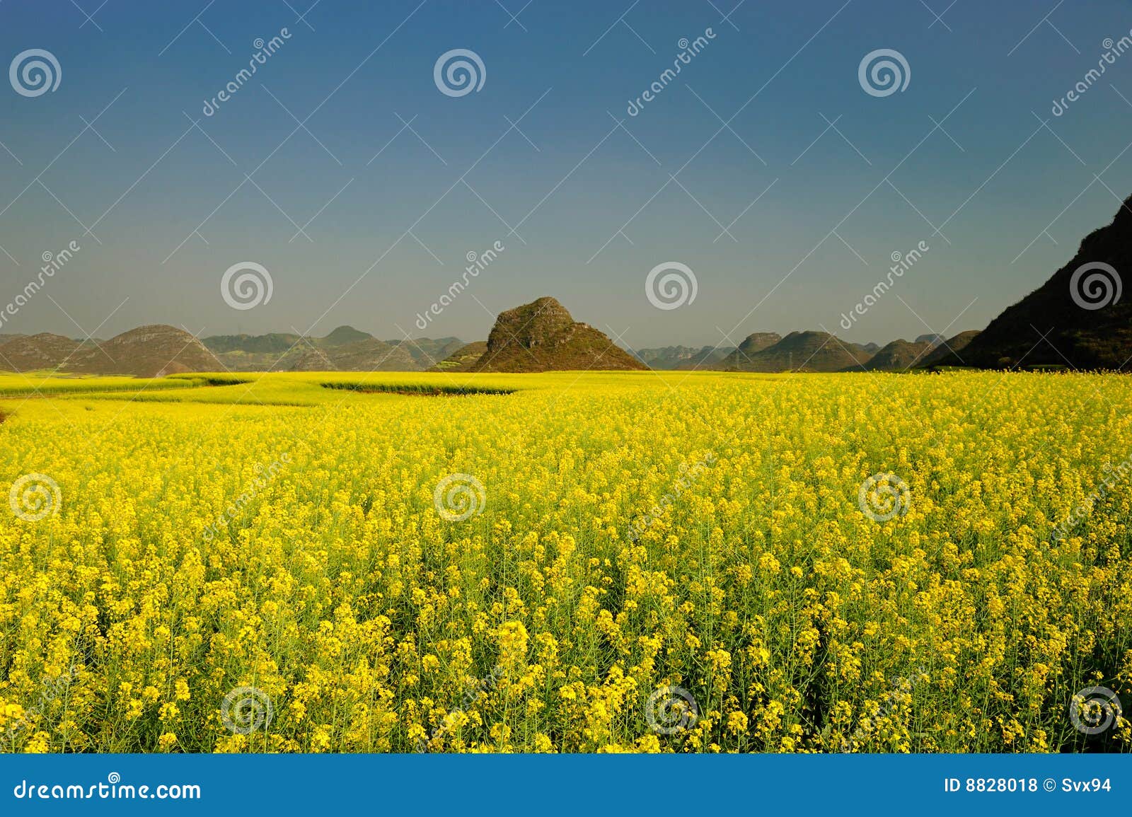 Flower field of Luoping stock photo. Image of terrace - 8828018