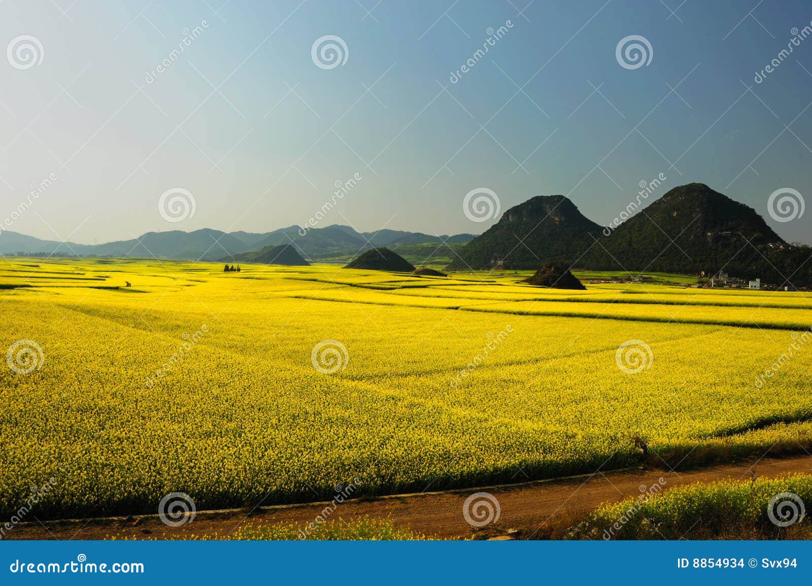 Flower field of Luoping stock photo. Image of yunnan, asia - 8854934