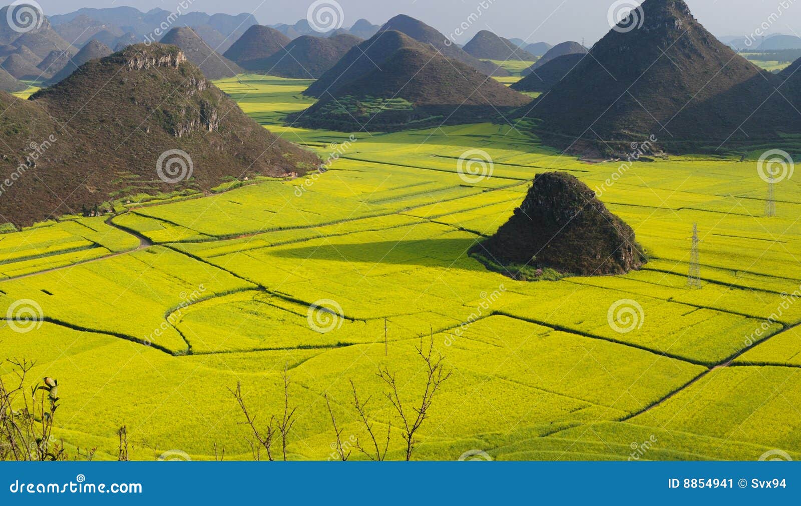 Flower field of Luoping stock image. Image of plantation - 8854941