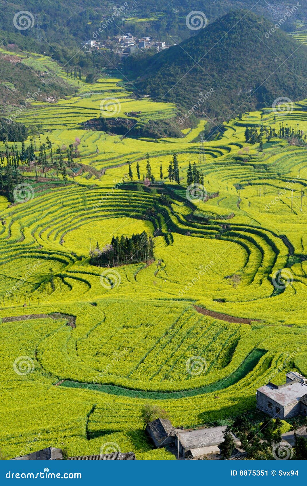 Flower field of Luoping stock image. Image of flower, travel - 8875351