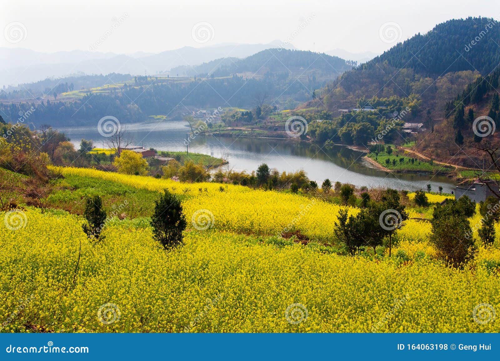 Flower field in spring stock photo. Image of classical - 164063198