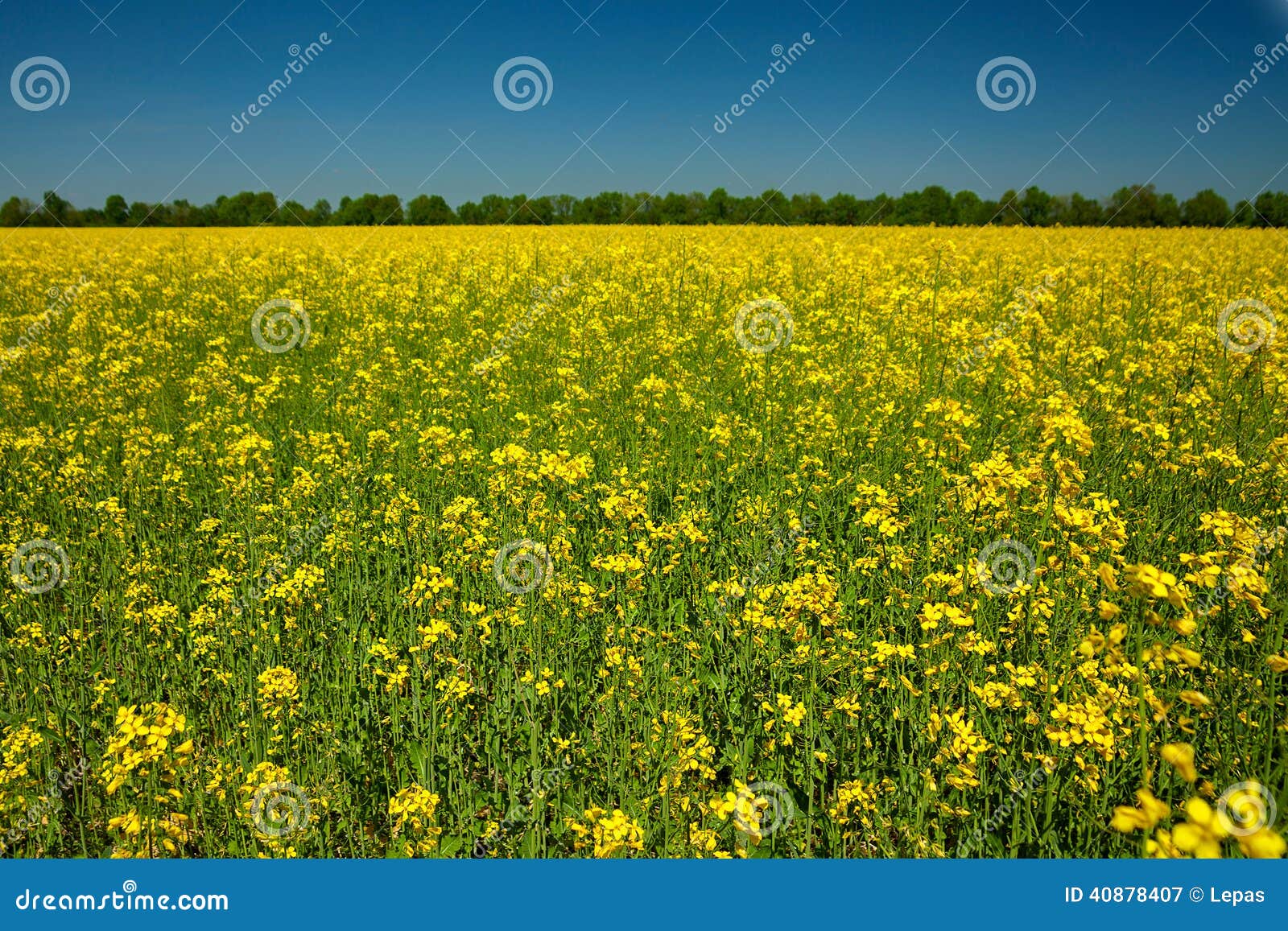 Flower field stock image. Image of field, seed, yellow - 40878407