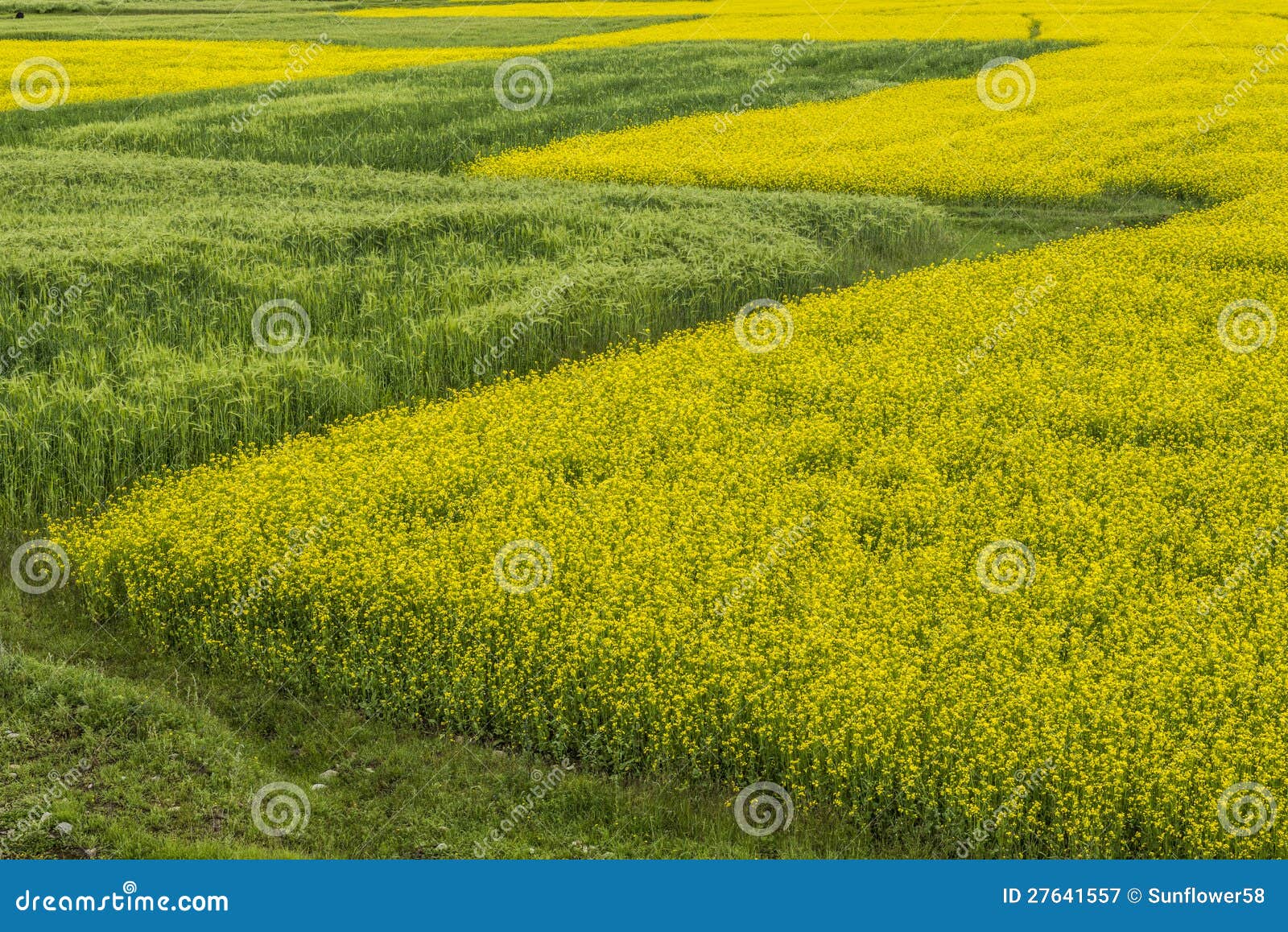 Flower and wheat stock image. Image of agriculturalee - 27641557