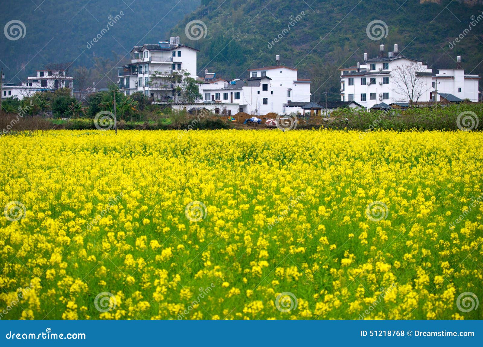 Flower in Yangshuo, Guilin, China Stock Photo - Image of guilin, white ...