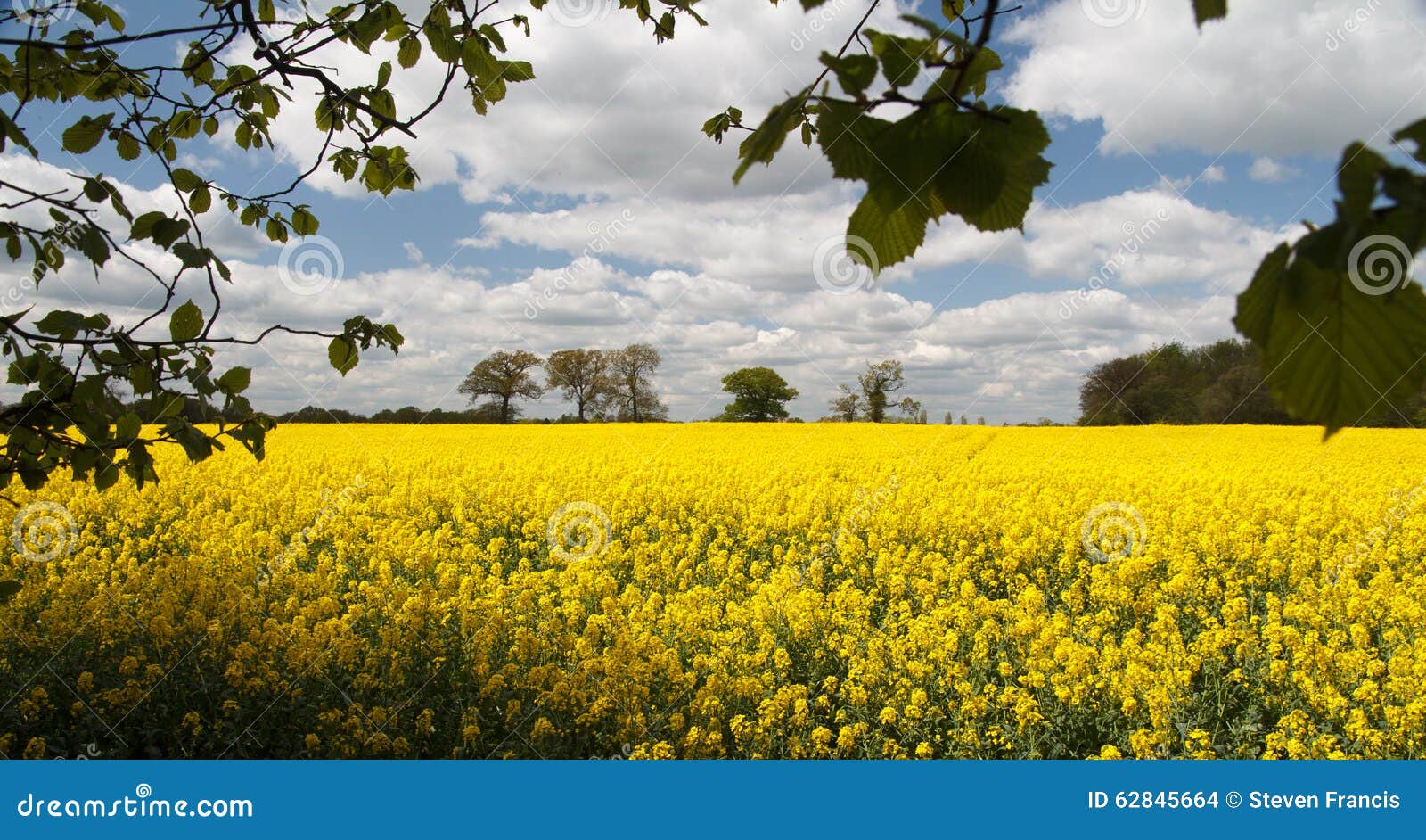 / Mustard Seed Field Landscape Stock Photo - Image of flower, blue ...