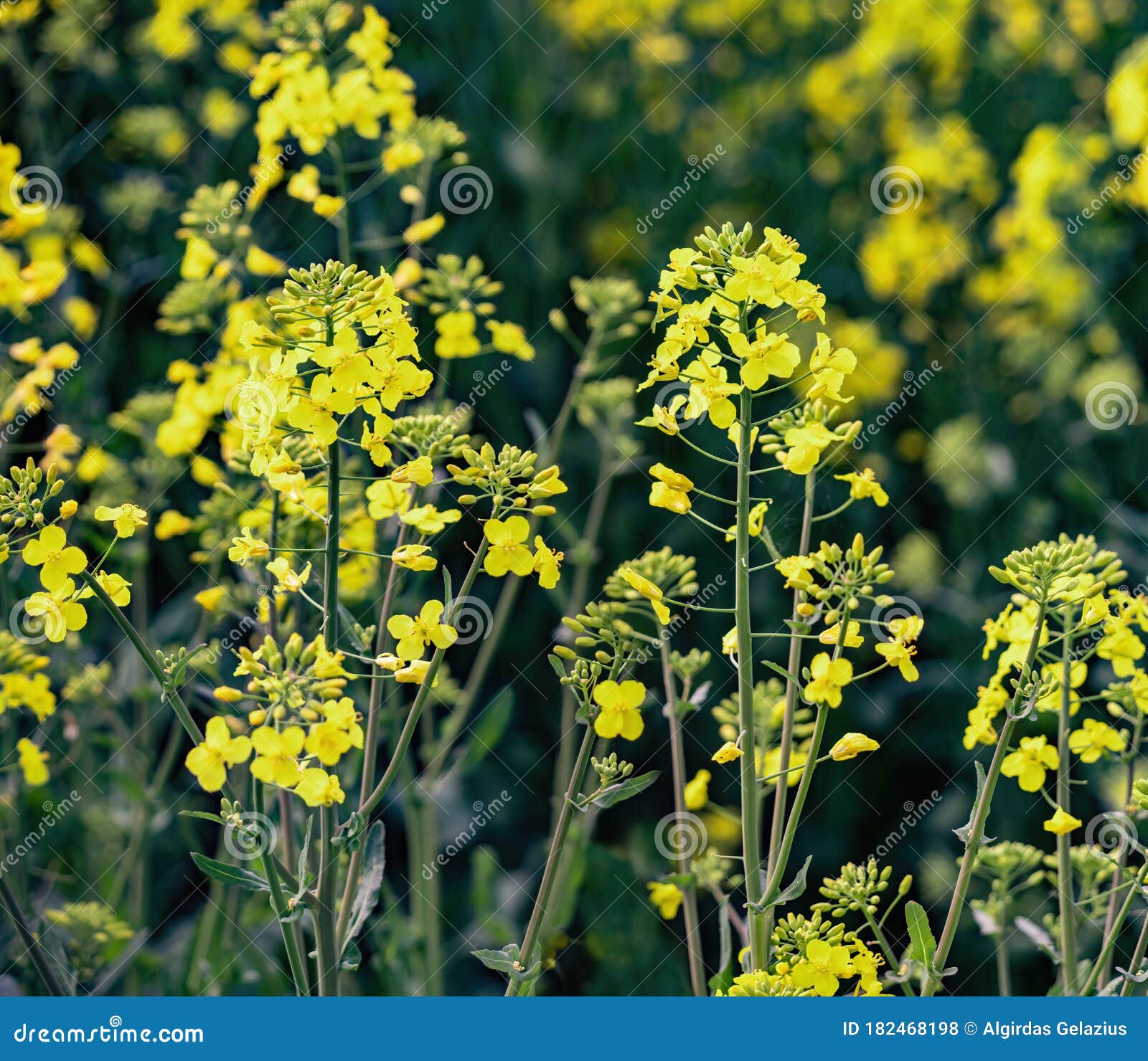 Plant Blooming in the Field in Spring Stock Photo - Image of nature ...