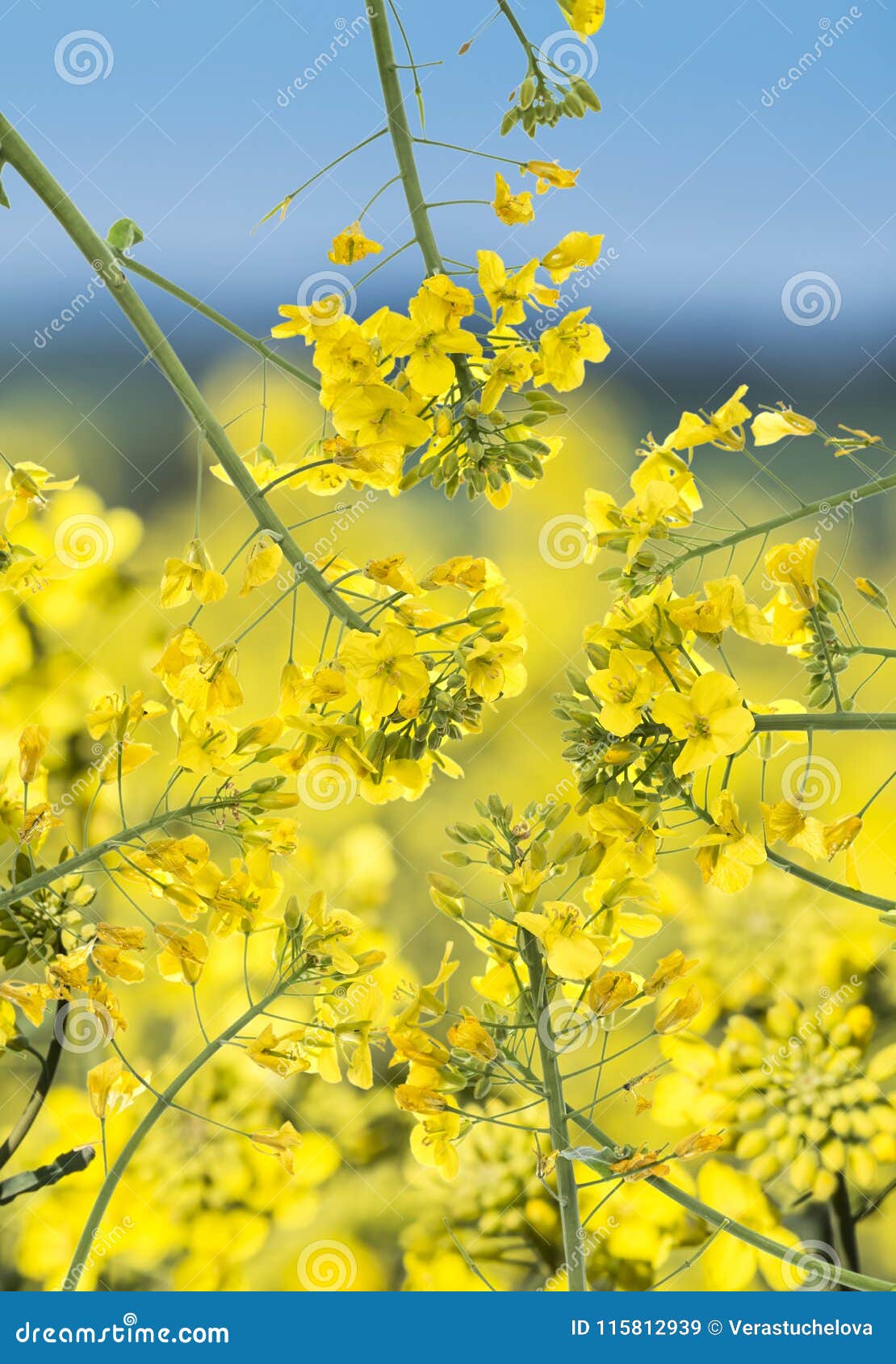 Plant canola, rapeseed stock image. Image of alternative - 115812939