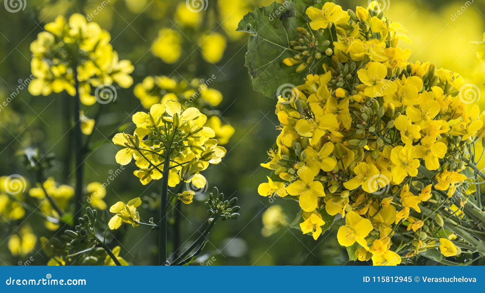 Plant canola, rapeseed stock image. Image of countryside - 115812945