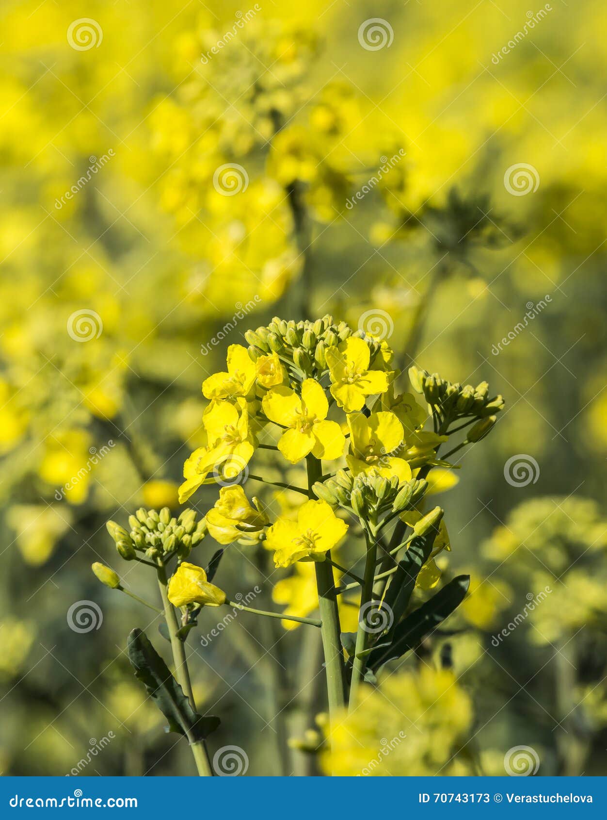 Plant (canola, rapeseed) stock image. Image of colorful - 70743173