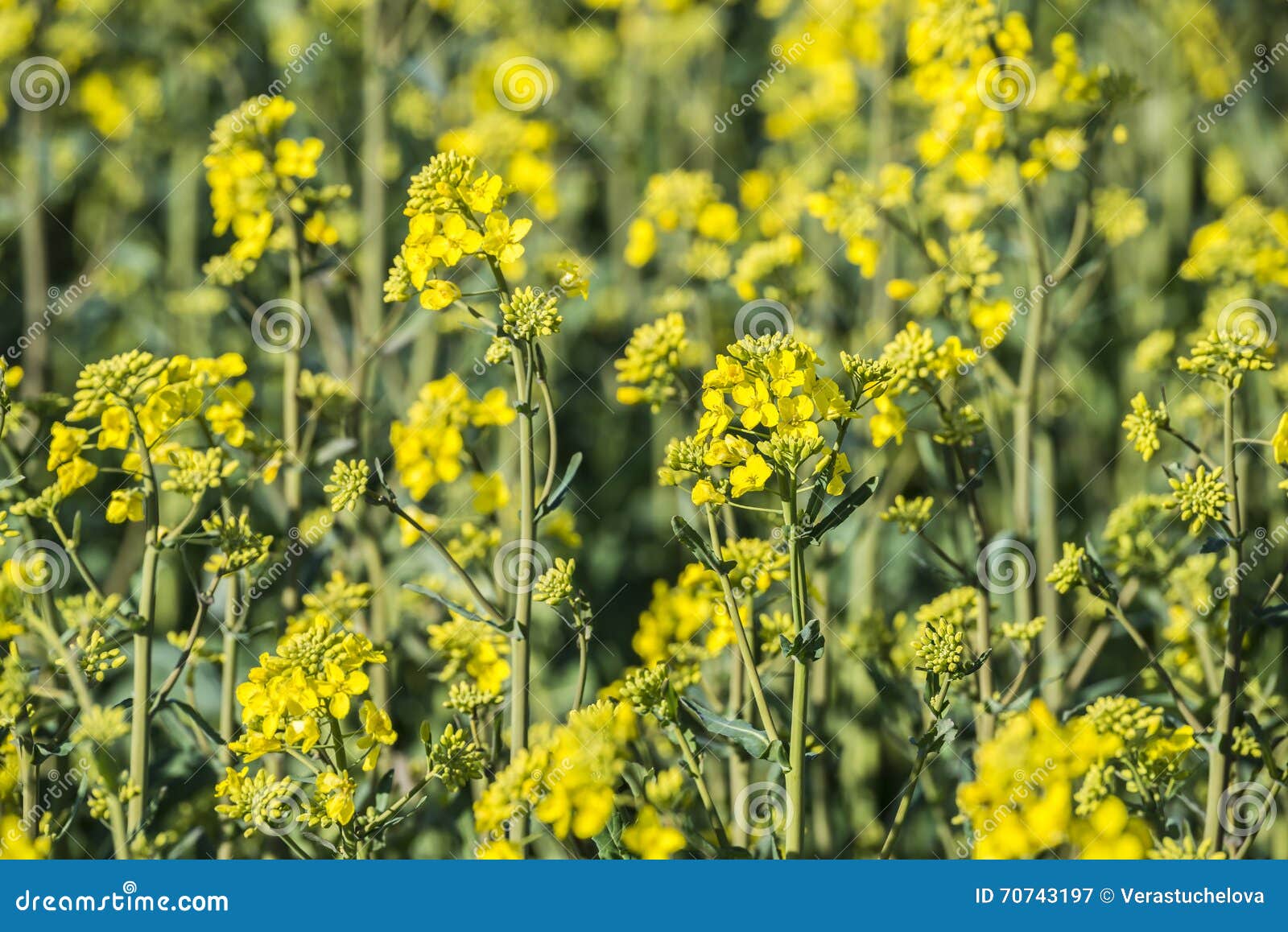 Plant (canola, rapeseed) stock image. Image of growth - 70743197