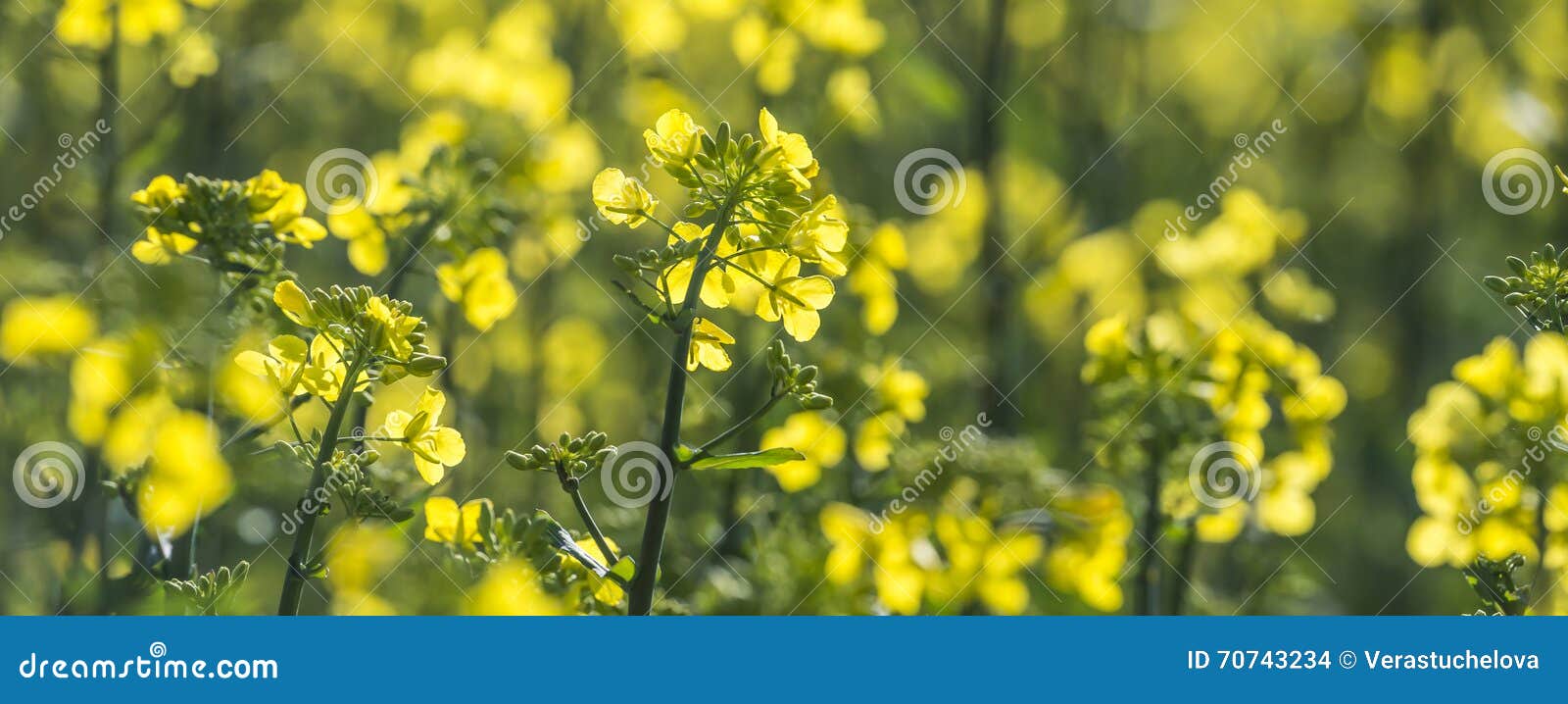 Plant (canola, rapeseed) stock photo. Image of colza - 70743234