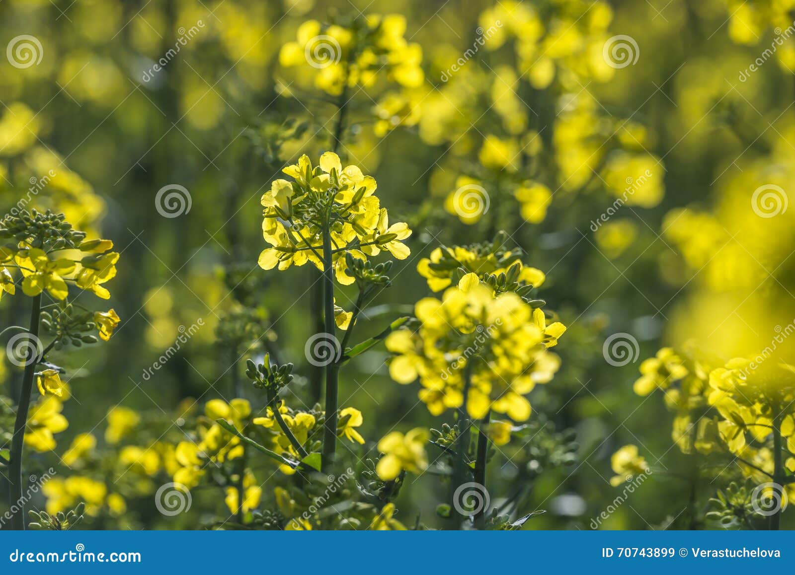 Plant (canola, rapeseed) stock image. Image of flower - 70743899