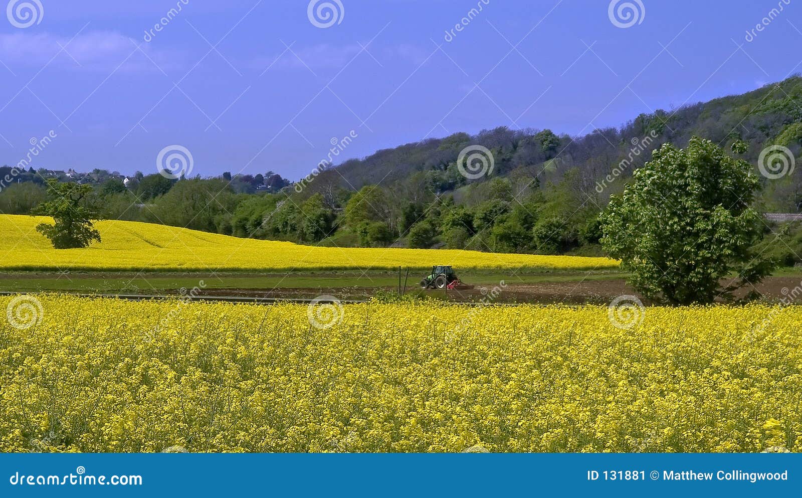 Seed stock image. Image of crop, harvest, planting, rapeseed - 131881
