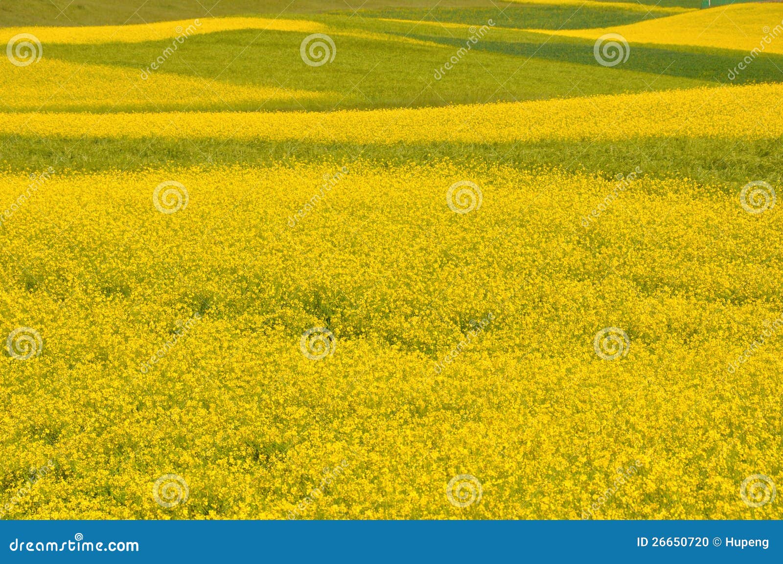 Seed field stock photo. Image of field, cloudy, beauty - 26650720