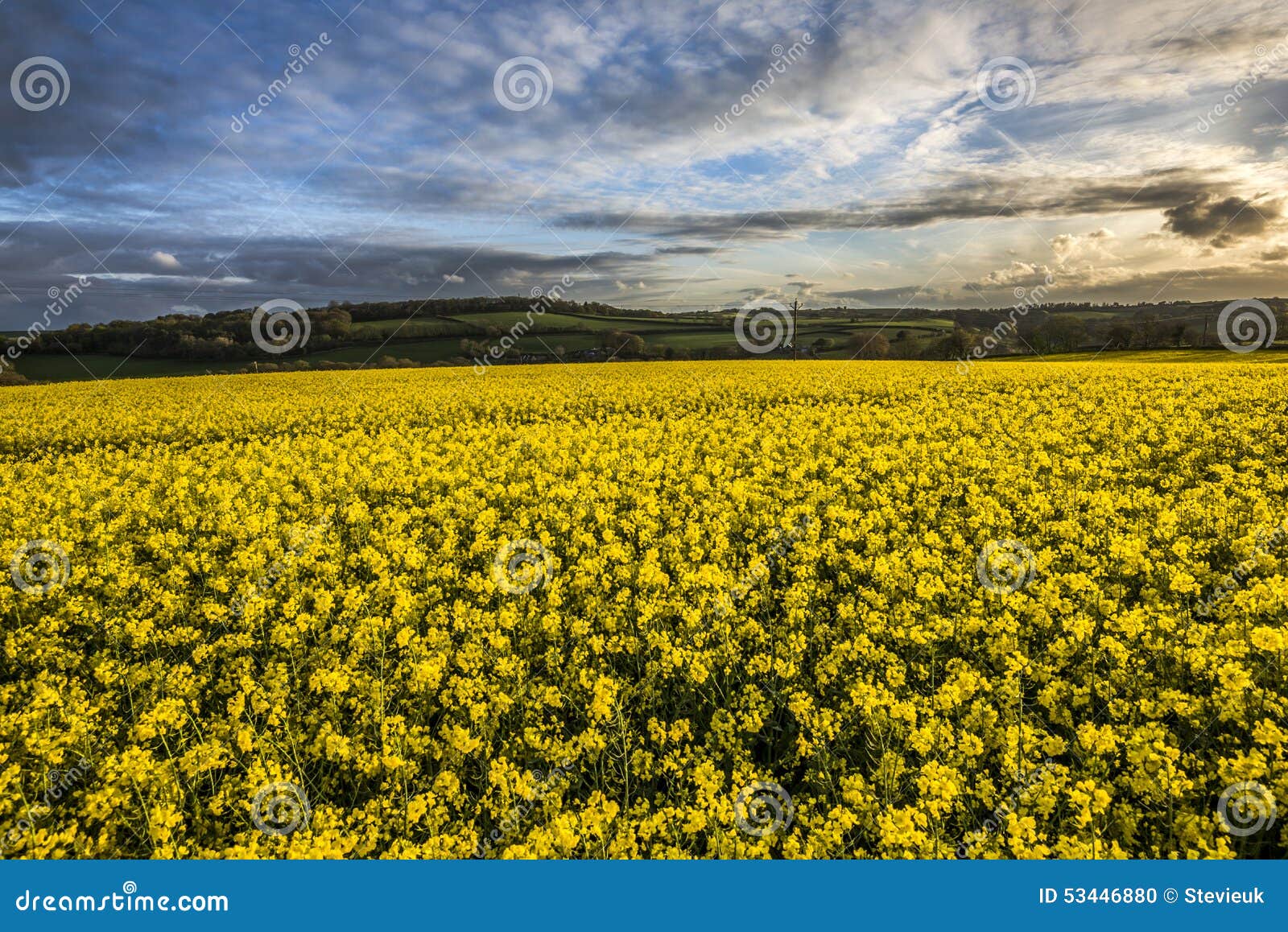 Seed field, cornwall, uk stock photo. Image of spring - 53446880
