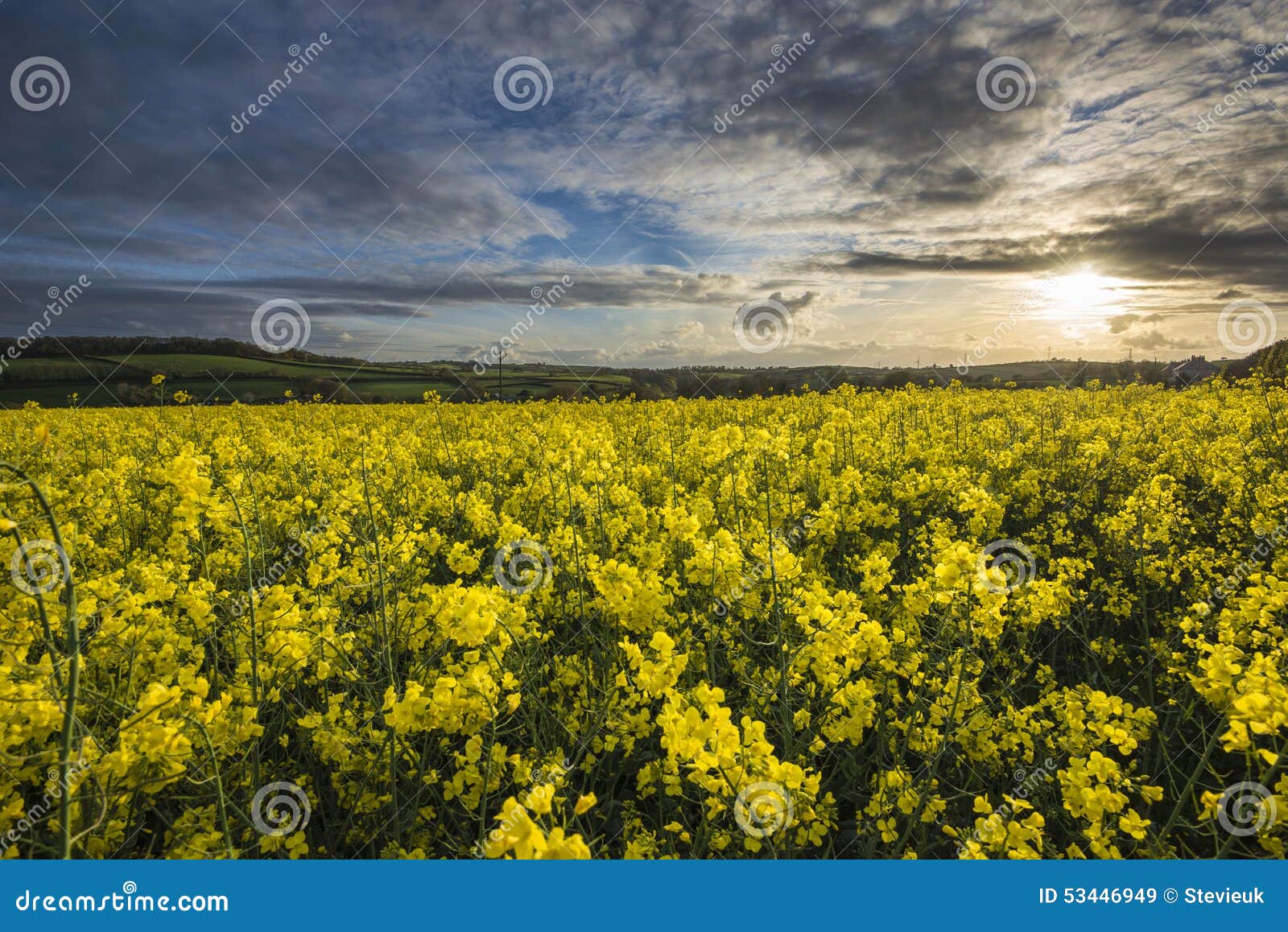Seed field, cornwall, uk stock image. Image of spring - 53446949