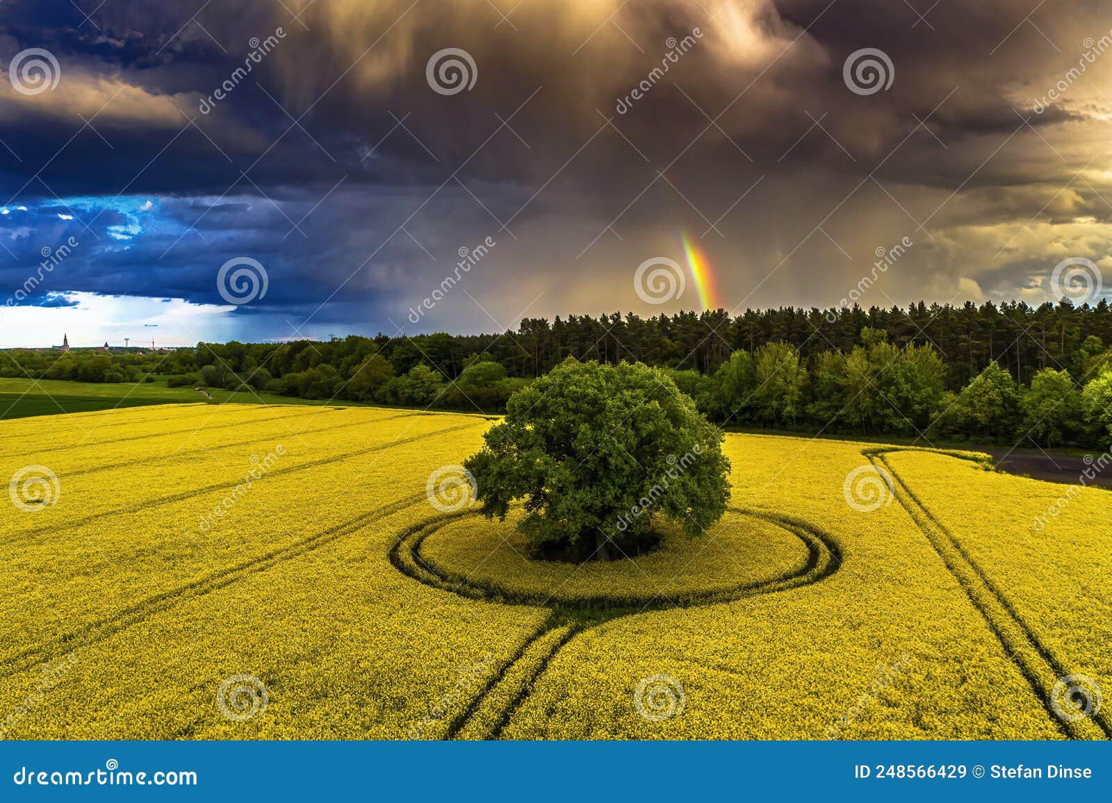 Seed field in may stock image. Image of farm, horizon - 248566429