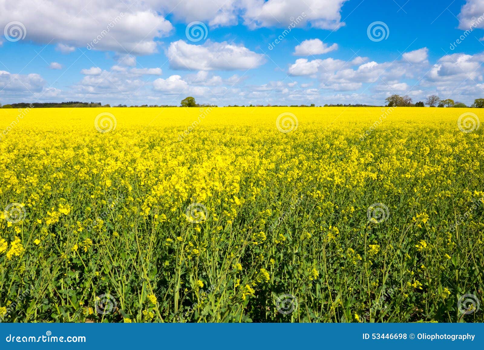 Seed Field stock photo. Image of farm, industry, land - 53446698