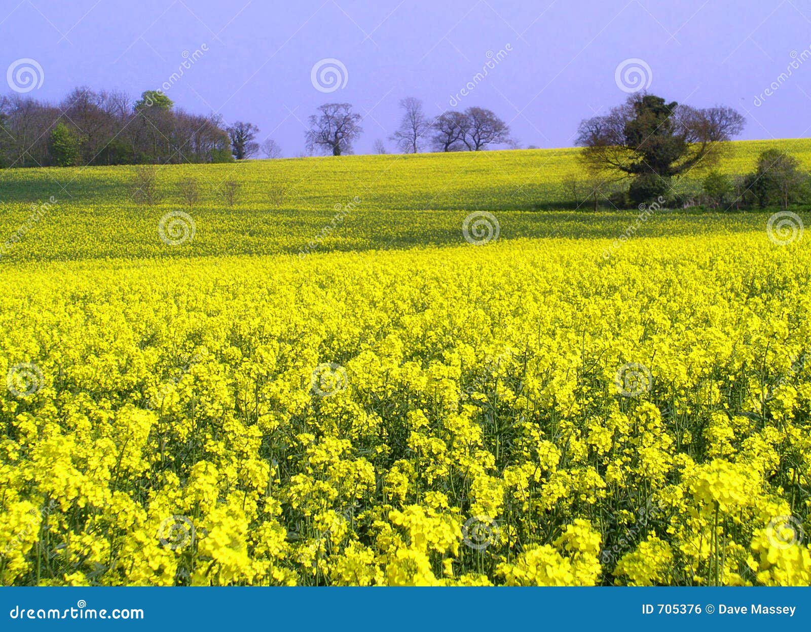 Seed Field in Spring stock photo. Image of plants, flowers - 705376