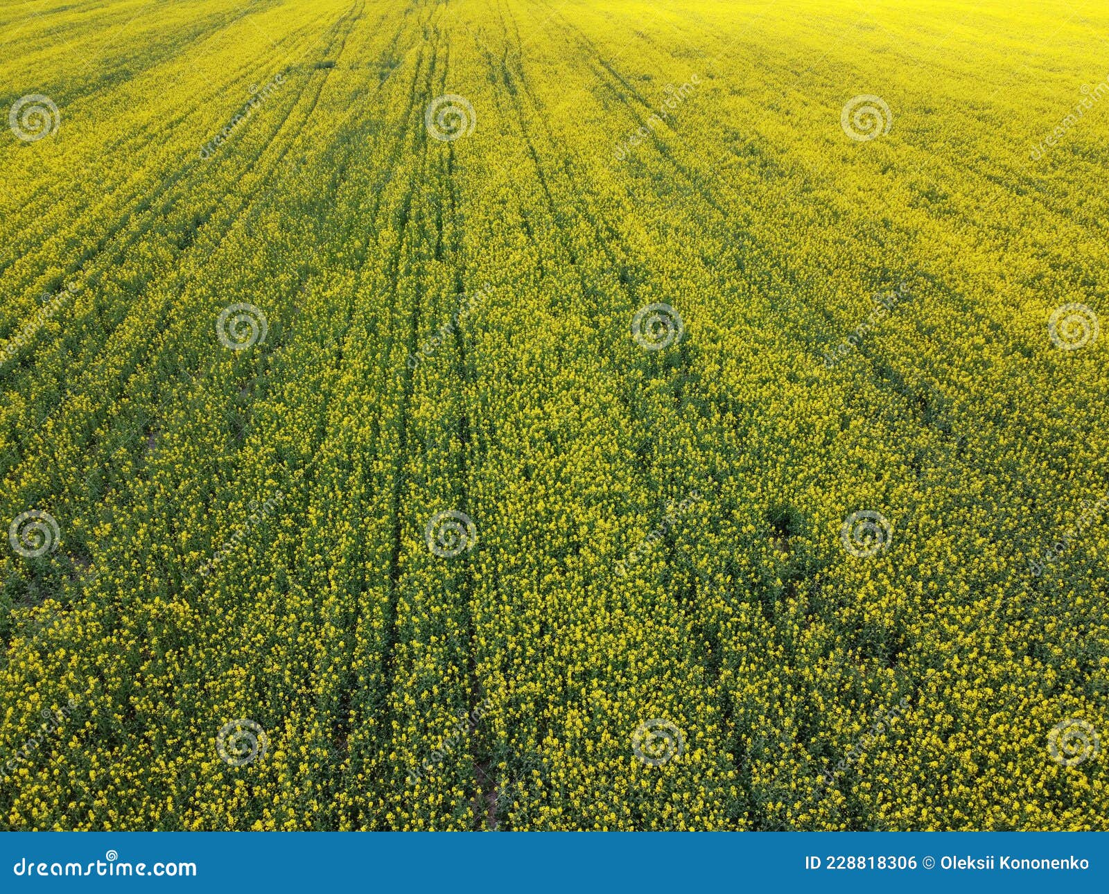 Seedlings on a Farm Field. Blooming Rapeseed, Top View Stock Photo ...