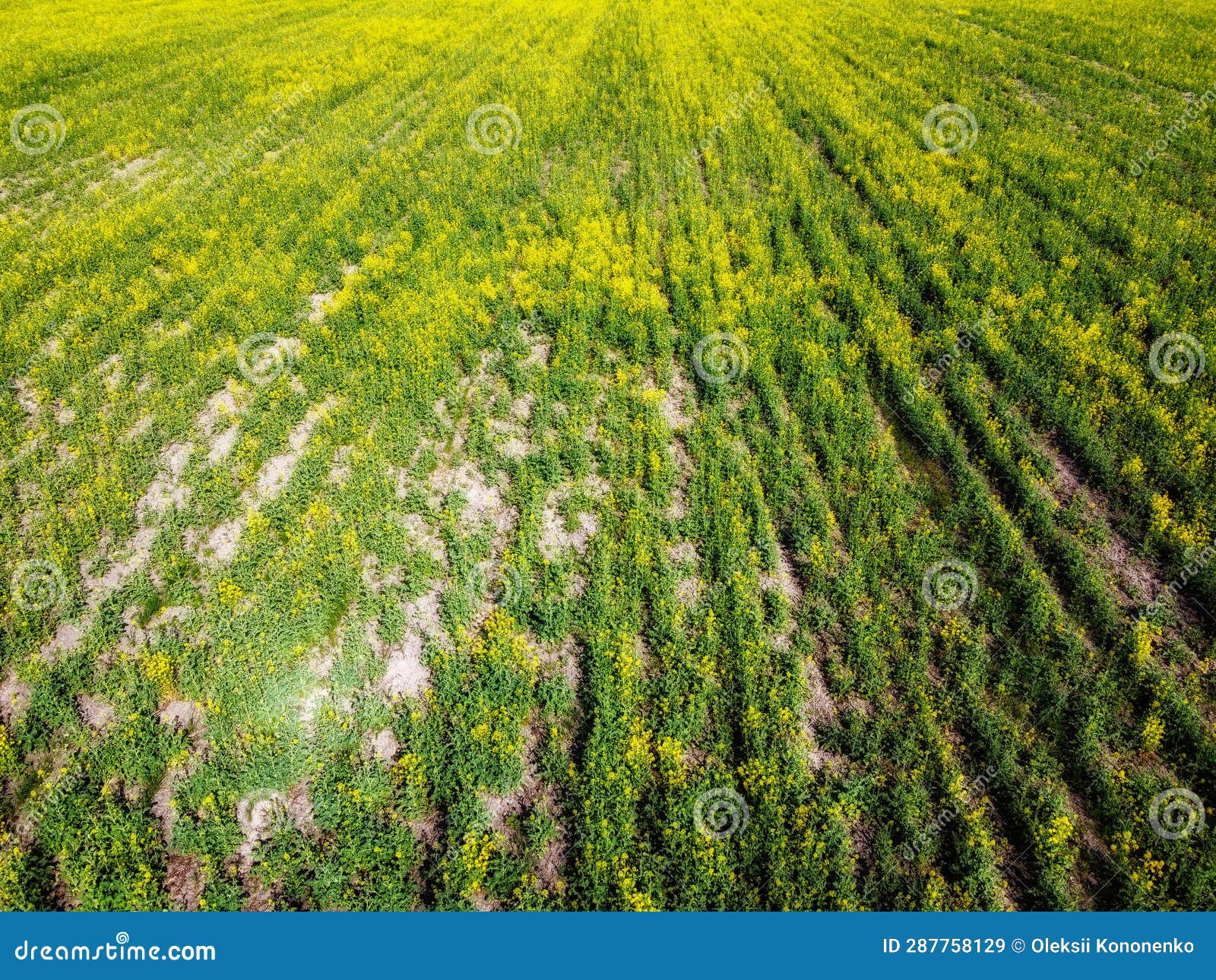 Seedlings on a Farm Field. Blooming Rapeseed, Top View Stock Image ...
