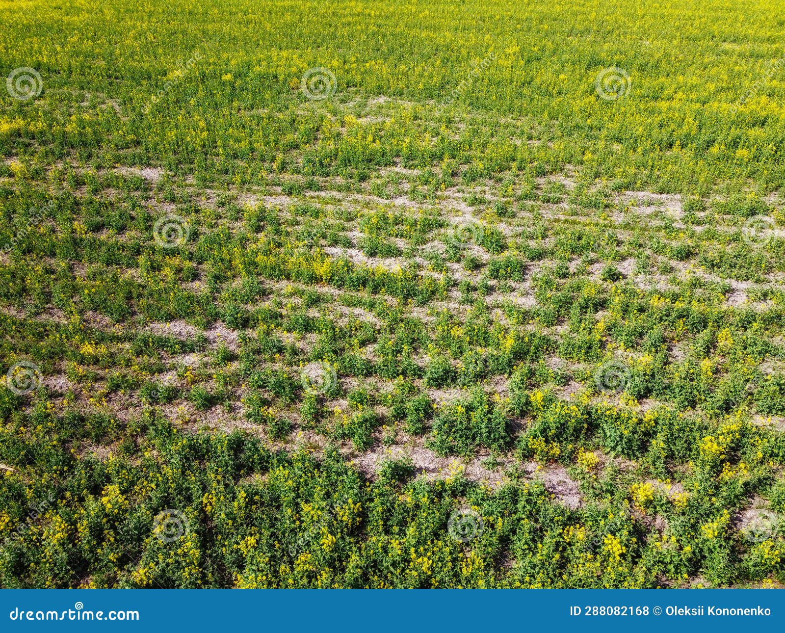 Seedlings on a Farm Field. Blooming Rapeseed, Top View Stock Photo ...