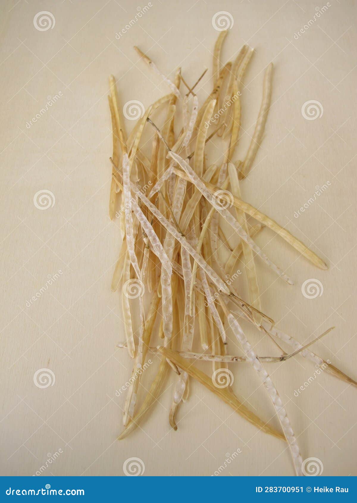 Straw: Plant Residues from the Straw of Rapeseed Stock Image - Image of ...