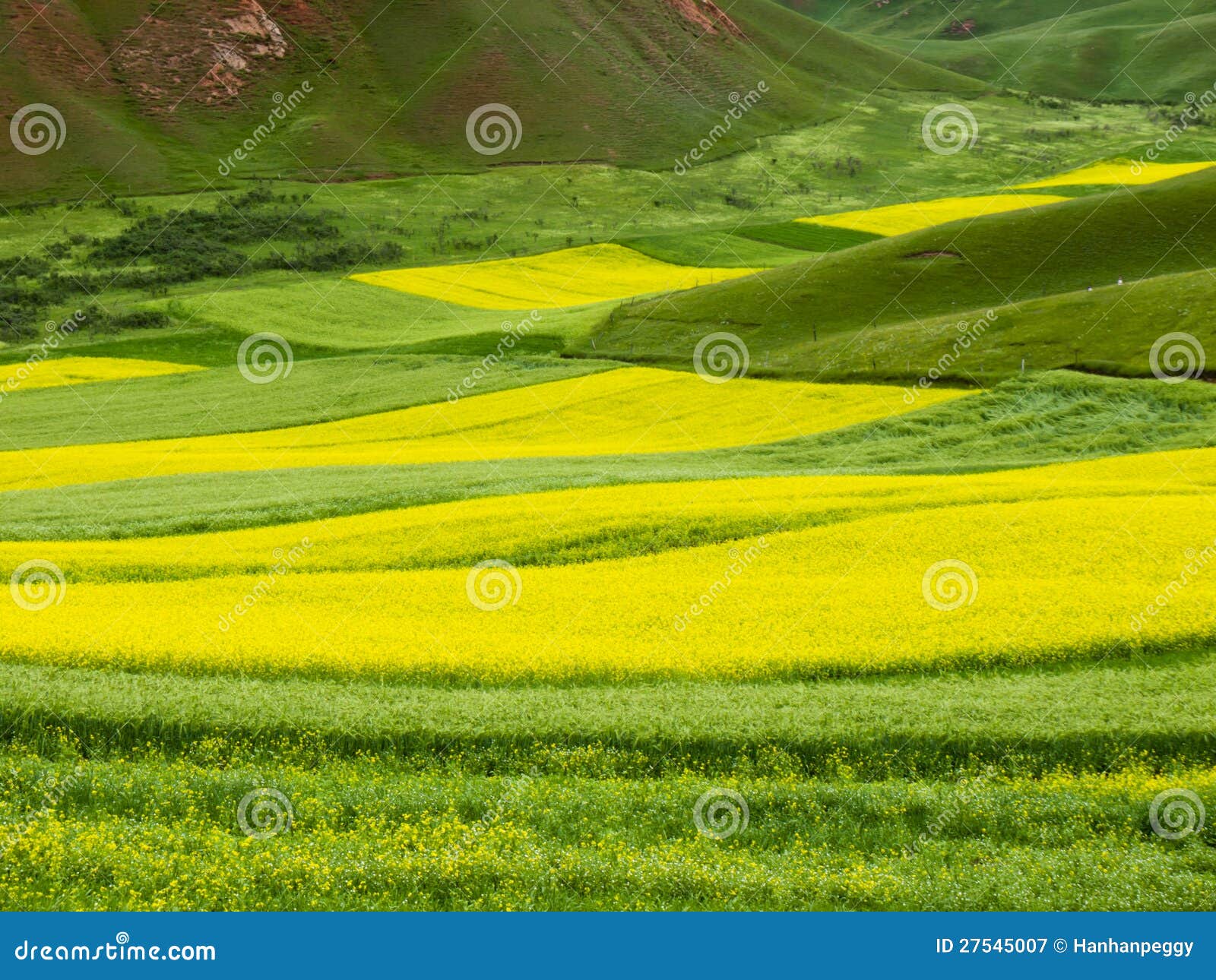 Terraced field stock image. Image of agriculture, cultivate - 27545007