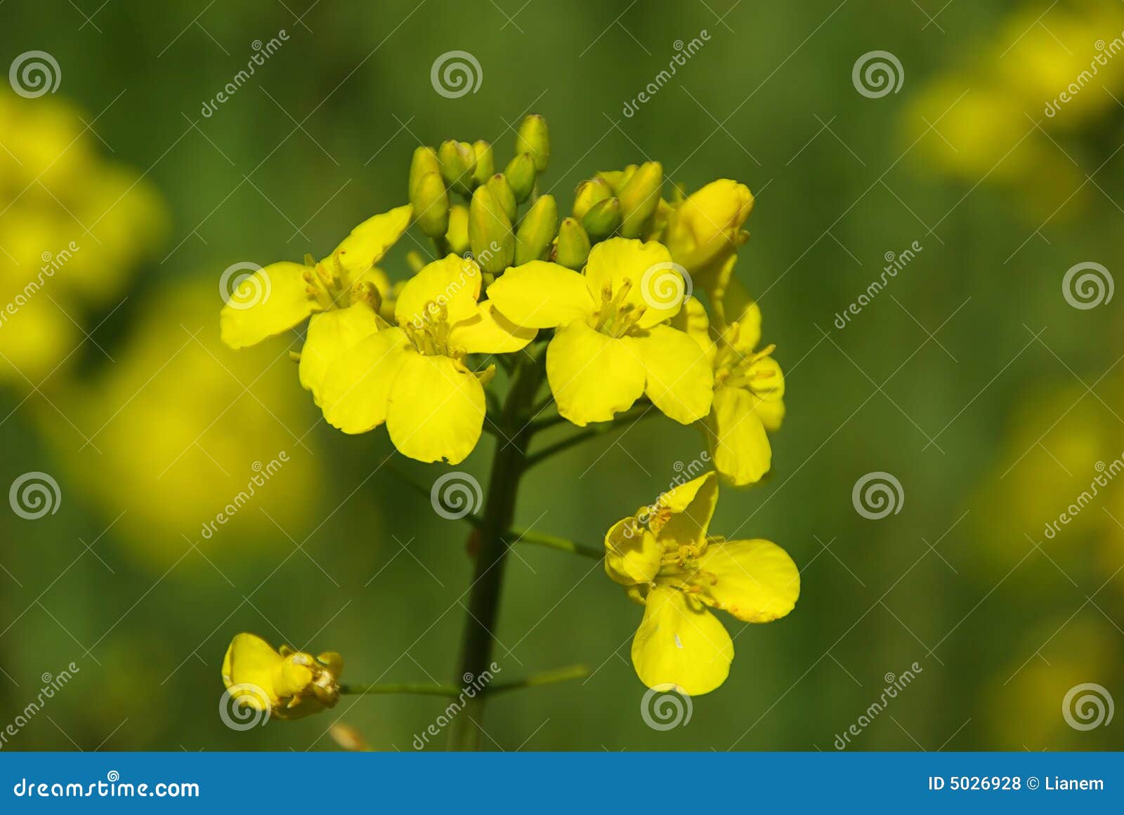Rapeseed 07 stock photo. Image of farmland, blossom, rapa - 5026928