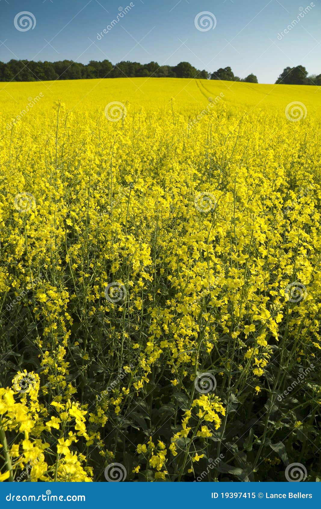 Rapeseed stock image. Image of nature, agriculture, treelined - 19397415
