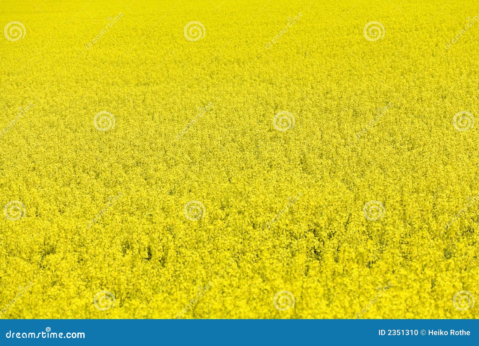 Rapeseed stock photo. Image of agricultural, monoculture - 2351310