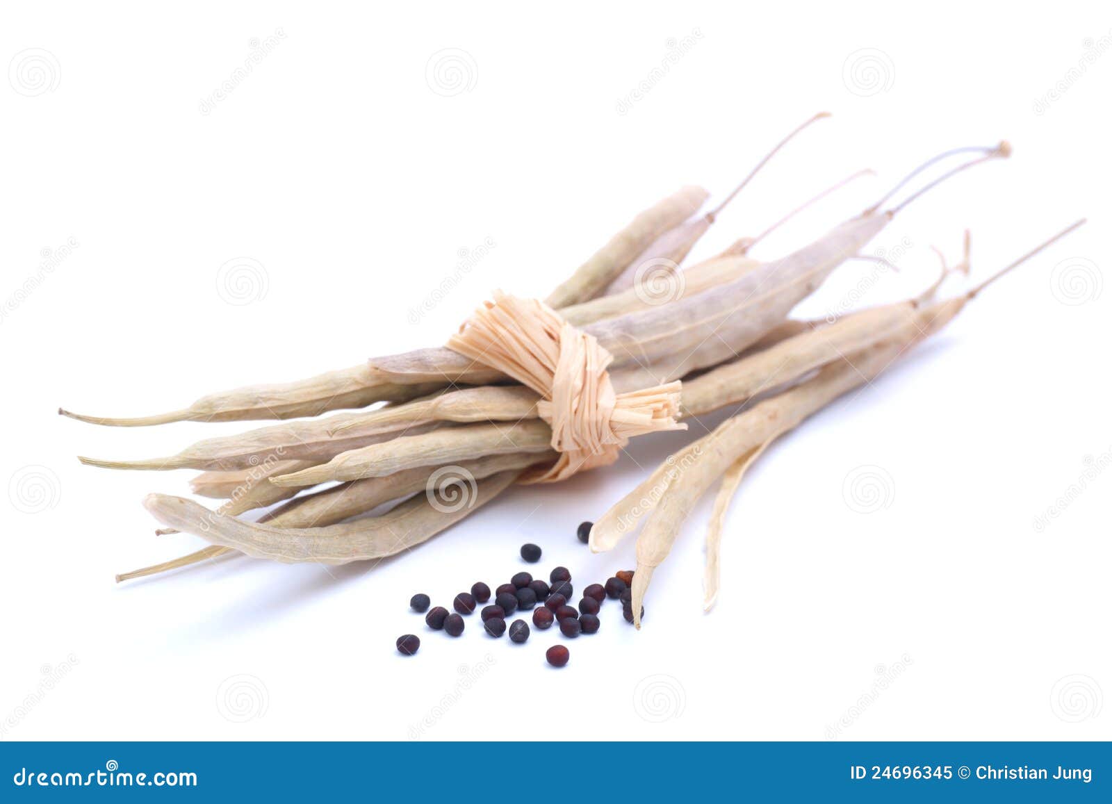 Rapeseed stock image. Image of nutrition, rapeseed, seed - 24696345