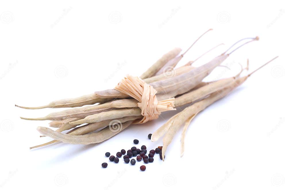 Rapeseed stock image. Image of nutrition, rapeseed, seed - 24696345